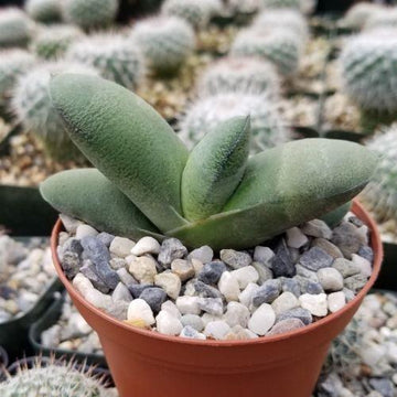 Succulent | Gasteria glomerata | Planet Desert