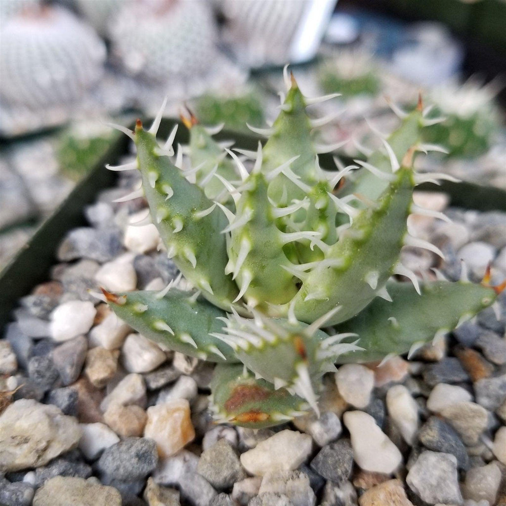 Must-Have Aloe Erinacea Succulent | Buy Plants Online | Planet Desert